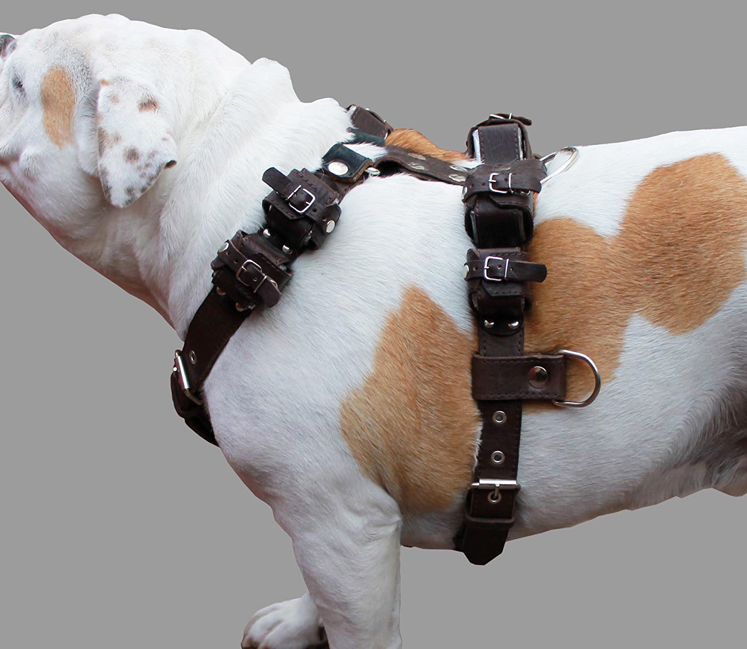 Weight Pulling Harness For Pitbulls Dog N Treats Weight Pulling Harness For Pitbulls Dog N Treats