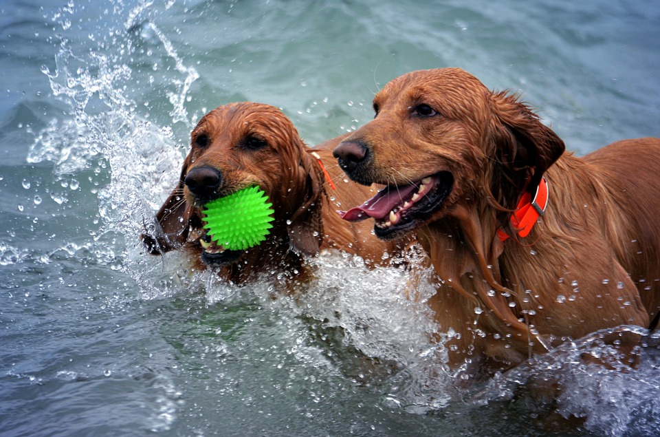 How To Keep Your Dog Cool Outside In The Summer - Dog N Treats How To Keep Your Dog Cool Outside In The Summer - Dog N Treats