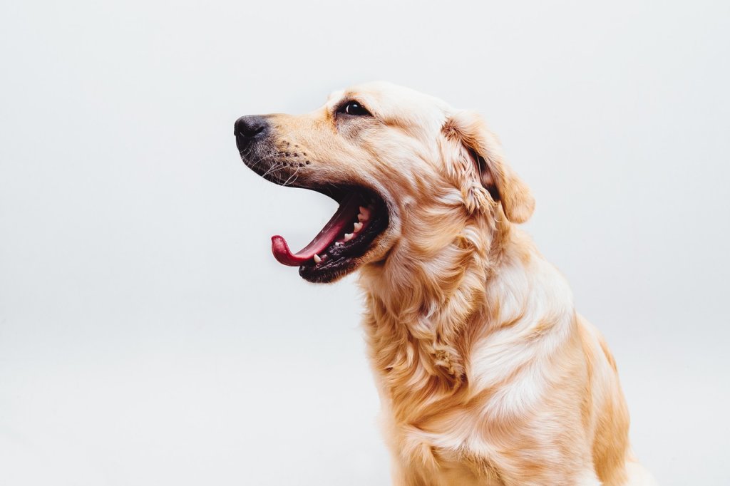 Why Do Dogs Whine When They Yawn Dog N Treats Why Do Dogs Whine When They Yawn Dog N Treats